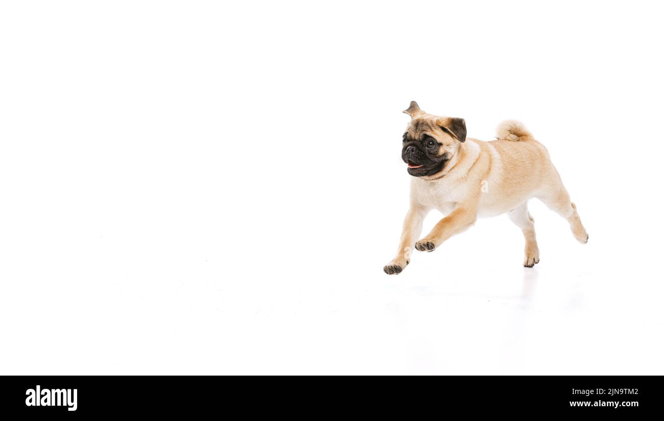 Studio shot of cheerful purebred dog, pug, posing, running isolated ...