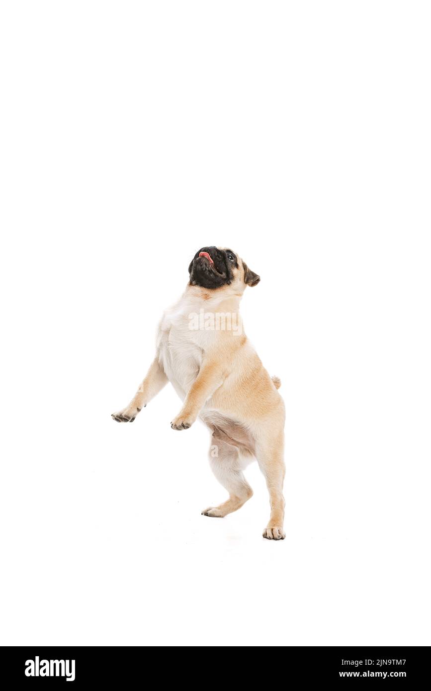 Studio shot of purebred dog, pug, posing, standing on hind legs ...