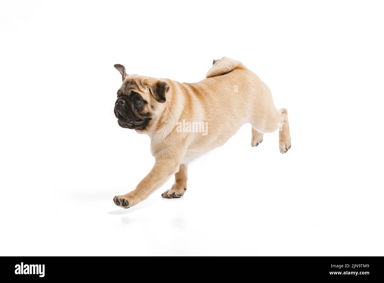 Studio shot of beautiful, purebred dog, pug, posing, running isolated ...