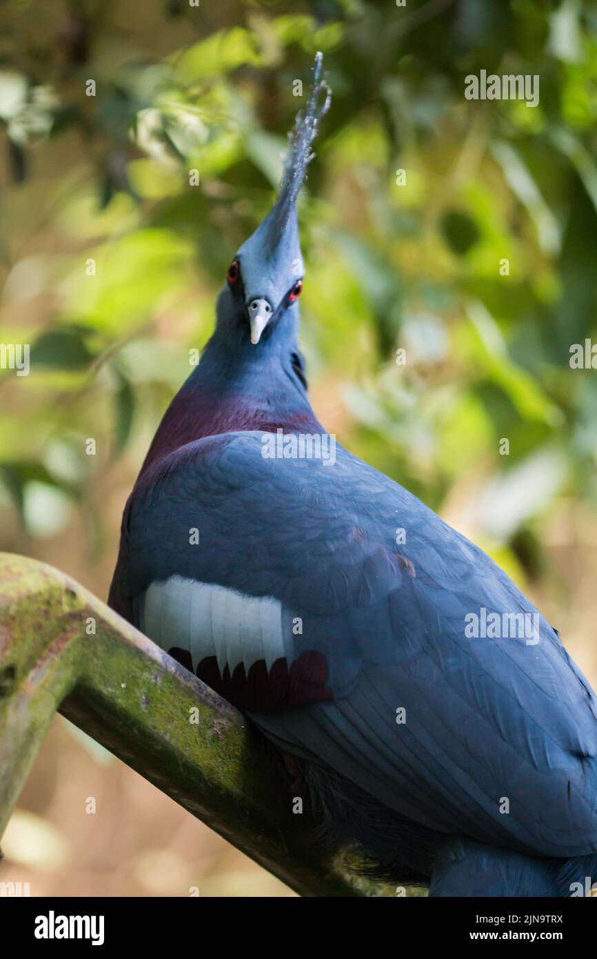 Goura victoria zoo hi-res stock photography and images - Alamy