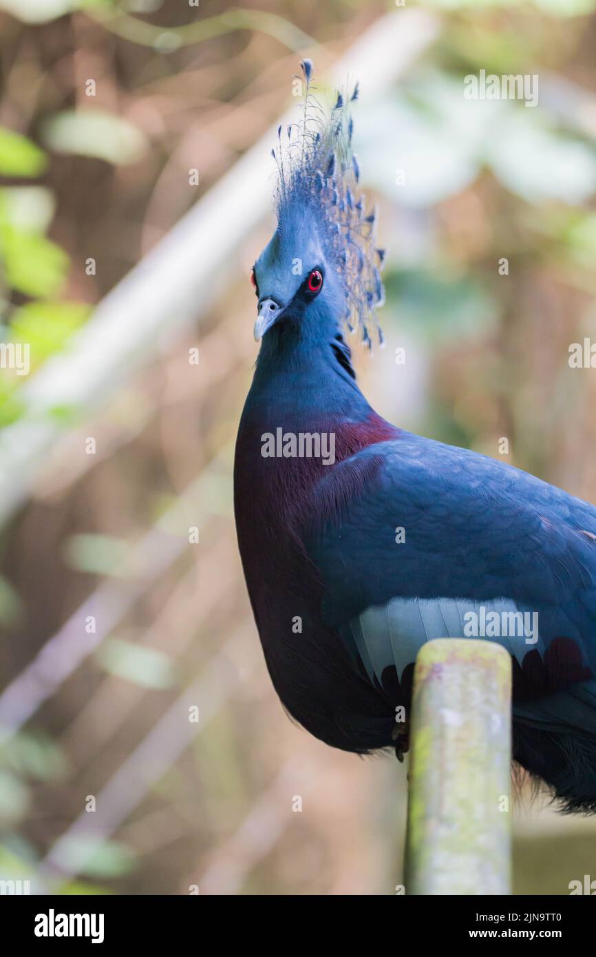 Portrait of a Victoria crowned pigeon (Goura victoria Stock Photo - Alamy