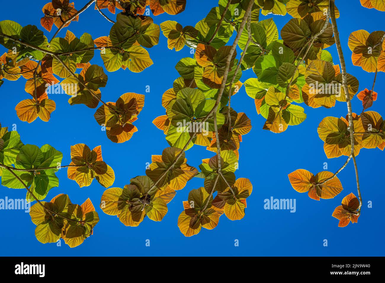 Under the shadow of Fig tree leaves at clear summer sky, Brazil Stock ...