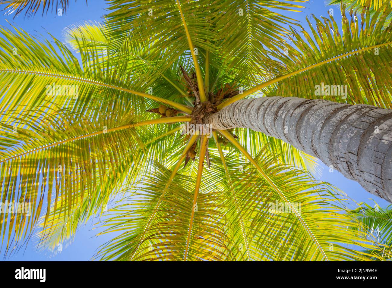 Tropical paradise: idyllic caribbean palm trees with sunbeam in Punta ...