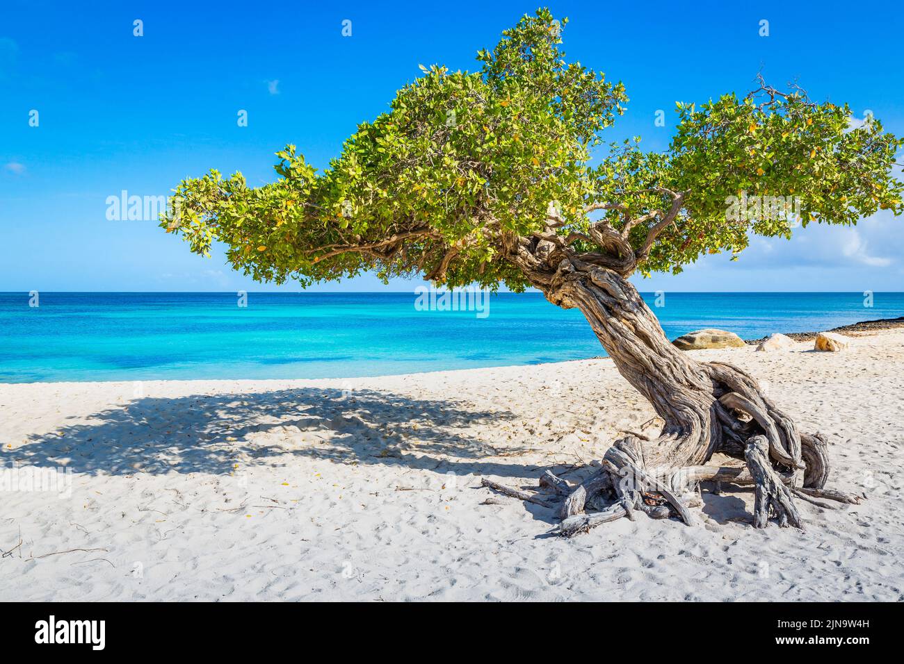Divi divi tree with blue water hi-res stock photography and images - Alamy