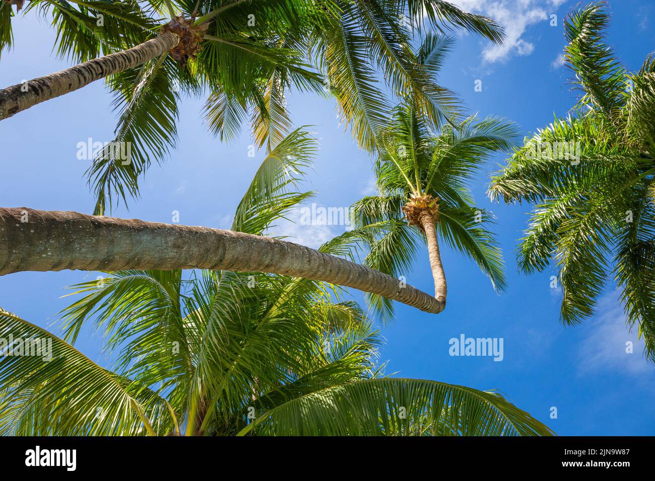 Tropical paradise: idyllic caribbean palm trees with sunbeam in Punta ...