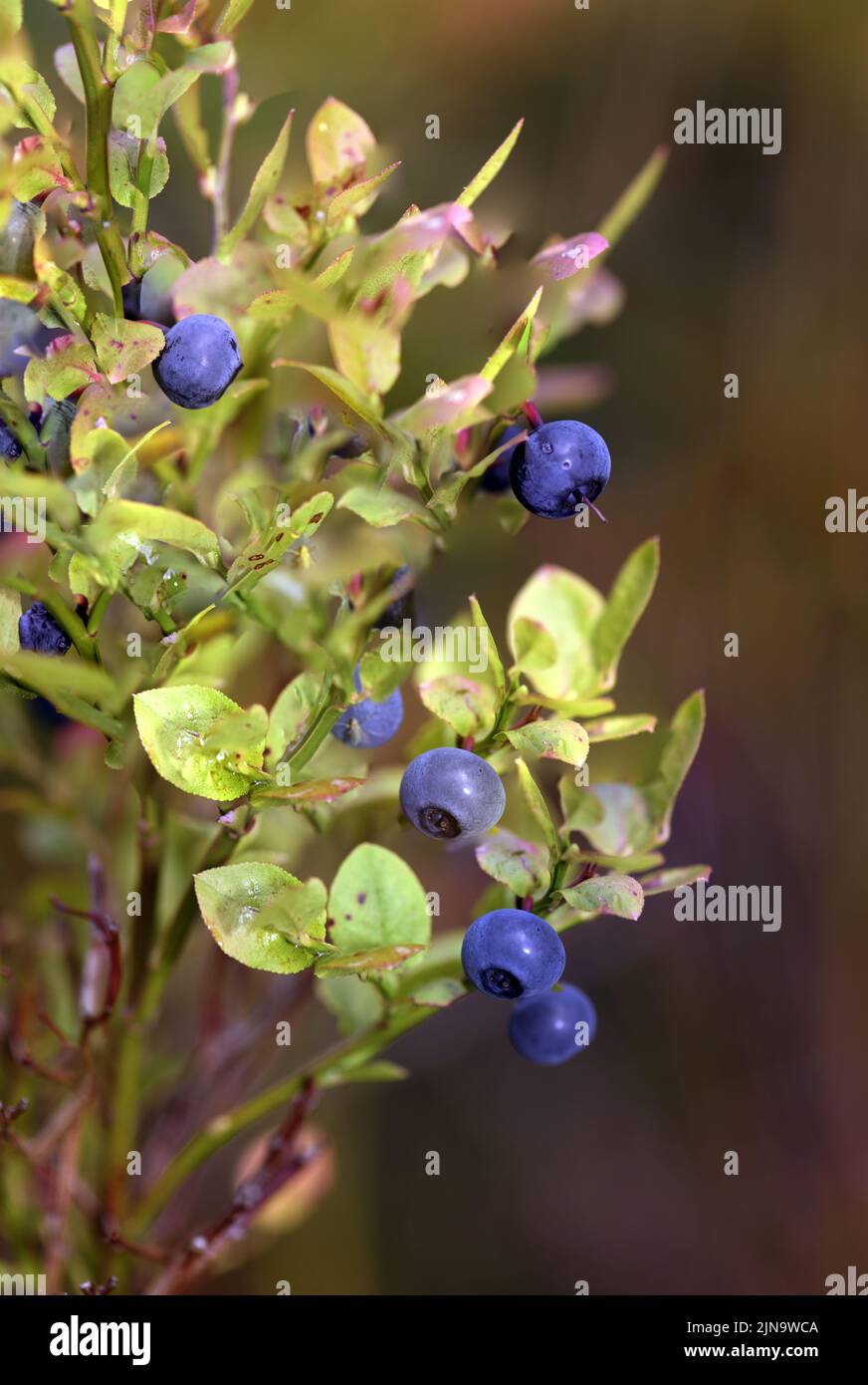 European blueberries (Vaccinium myrtillus) from south-western Norway in ...