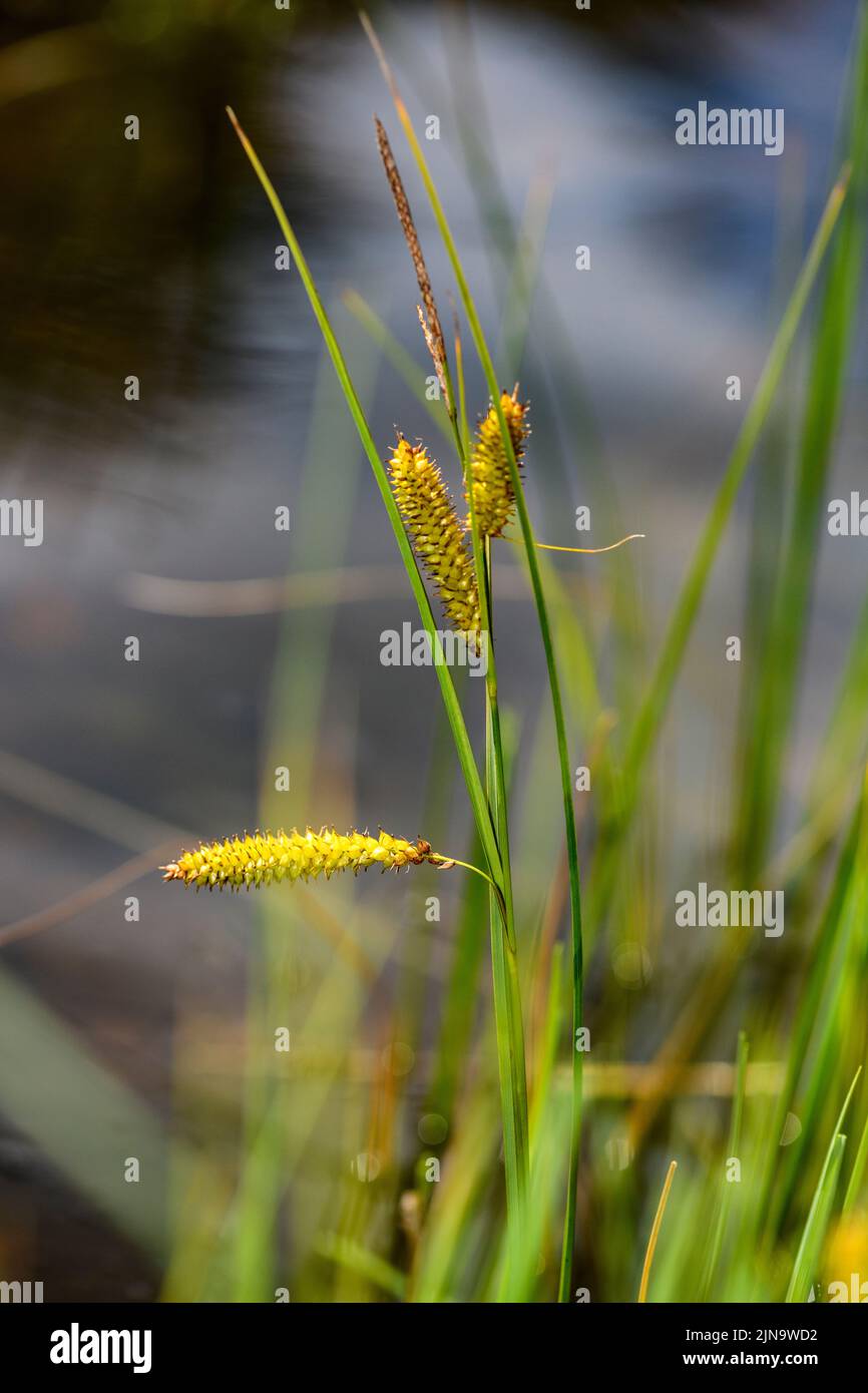Bottle sedge (Carex rostrata) from Hidra, south-western Norway in ...
