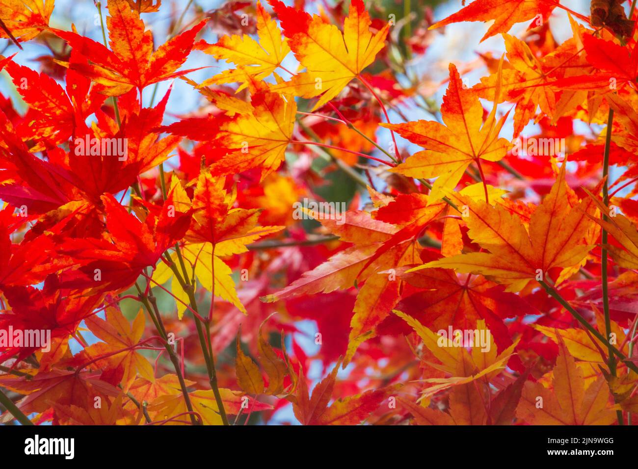 Canadian Maple leaves at golden Autumn landscape in Gramado, Brazil ...