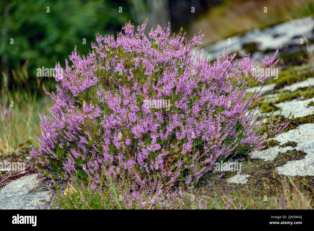 Common heather (Calluna vulgaris) from Hidra, south-western Norway in ...