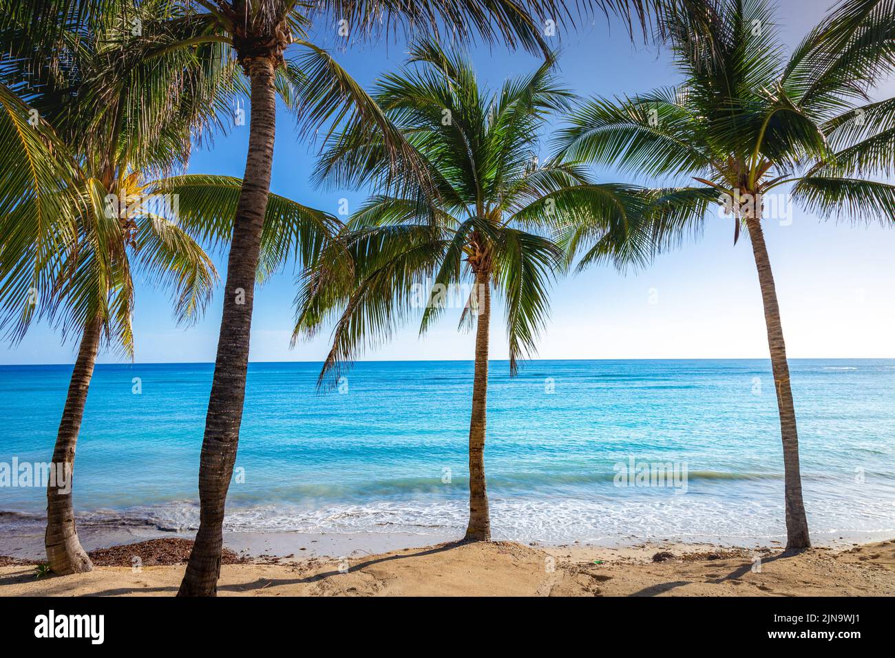 Tropical paradise: caribbean beach with palm trees, Montego Bay ...