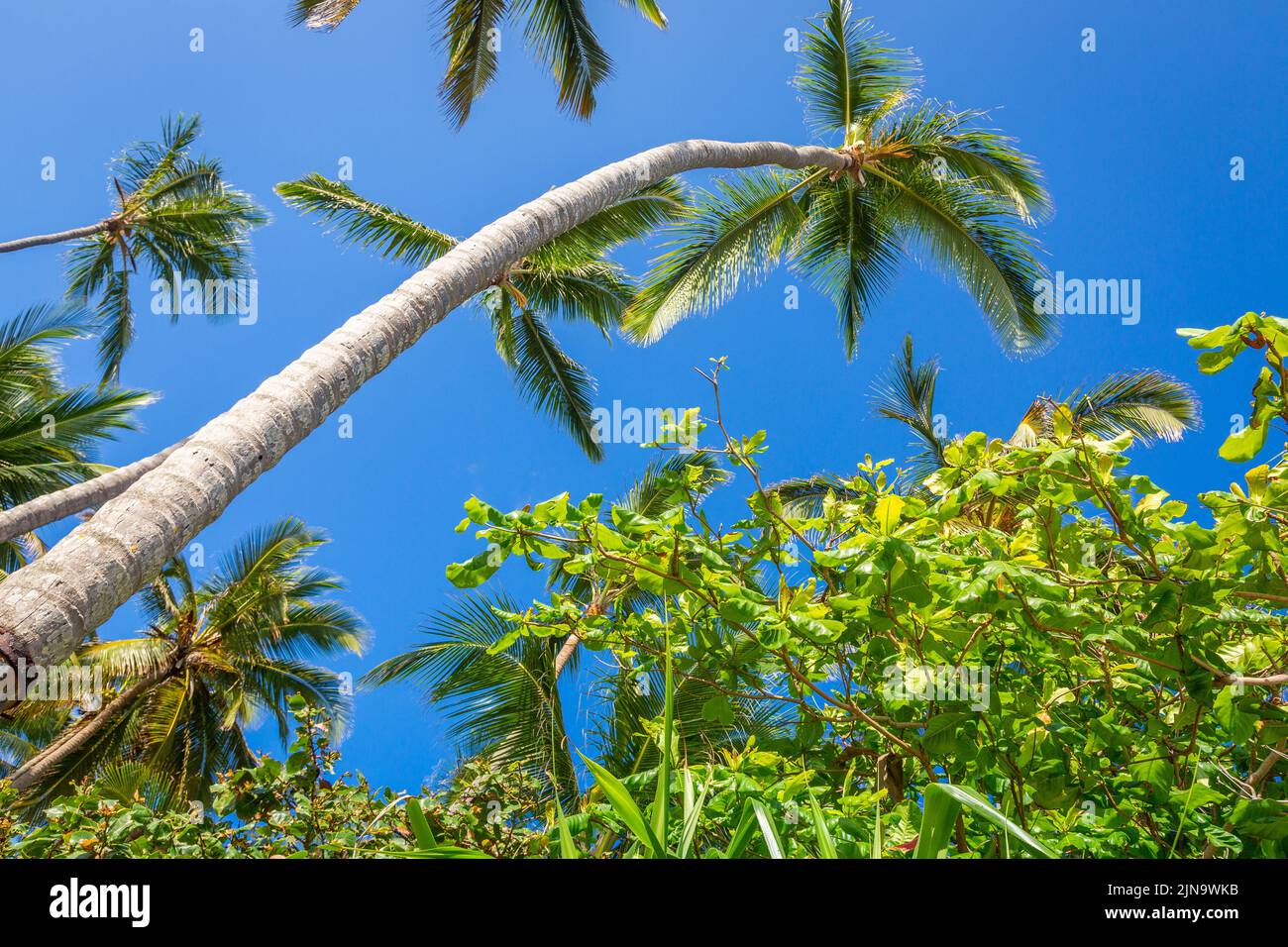 Tropical paradise: idyllic caribbean palm trees with sunbeam in Punta ...