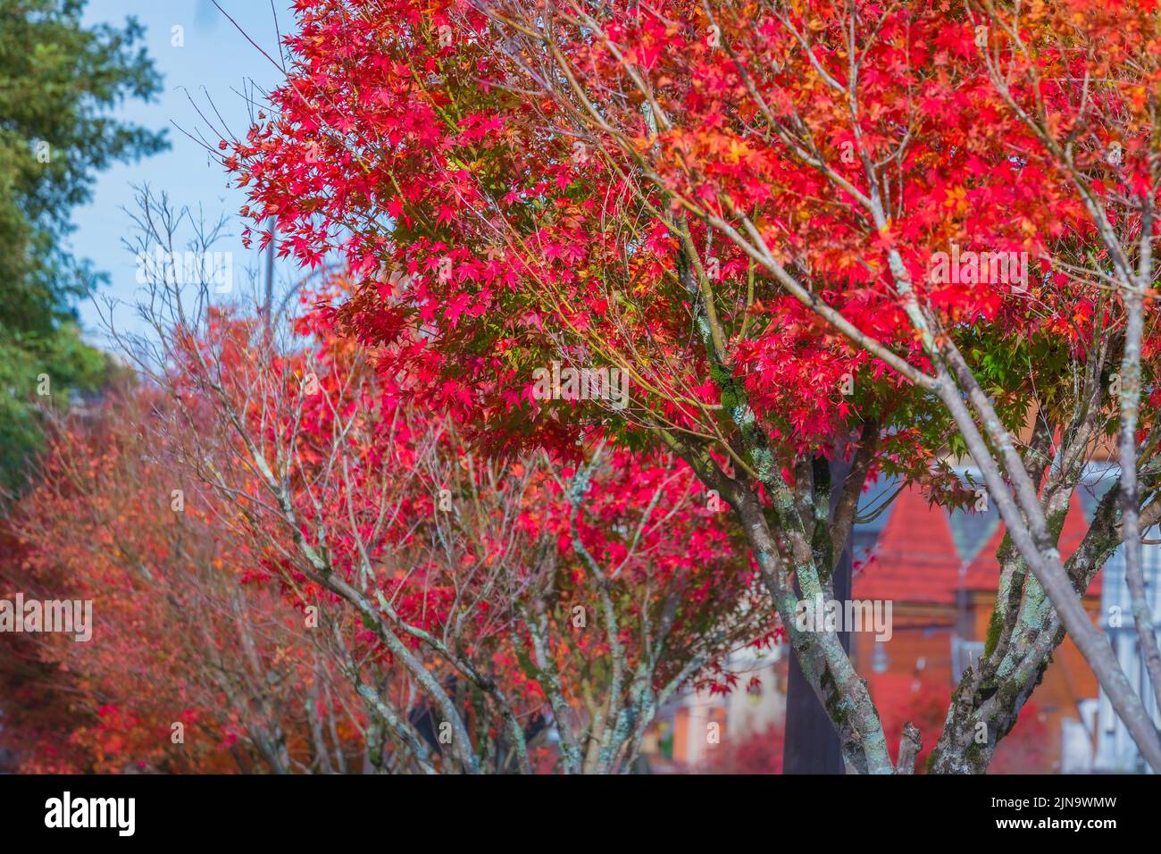 Autumn landscape with red trees in Gramado, rio Grande do Sul, Brazil ...