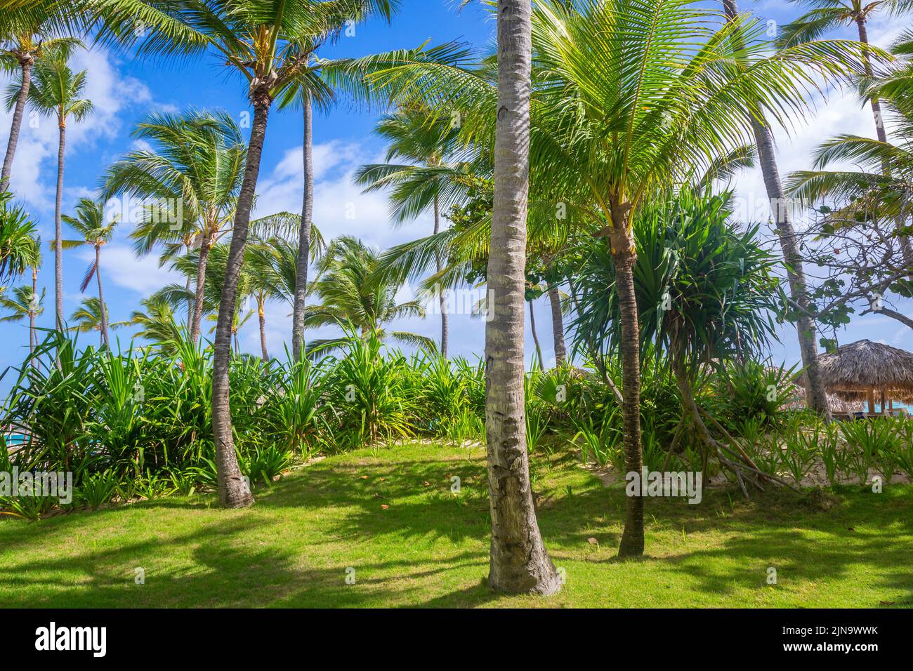 Tropical paradise: caribbean palm trees with sunbeam in Montego Bay ...