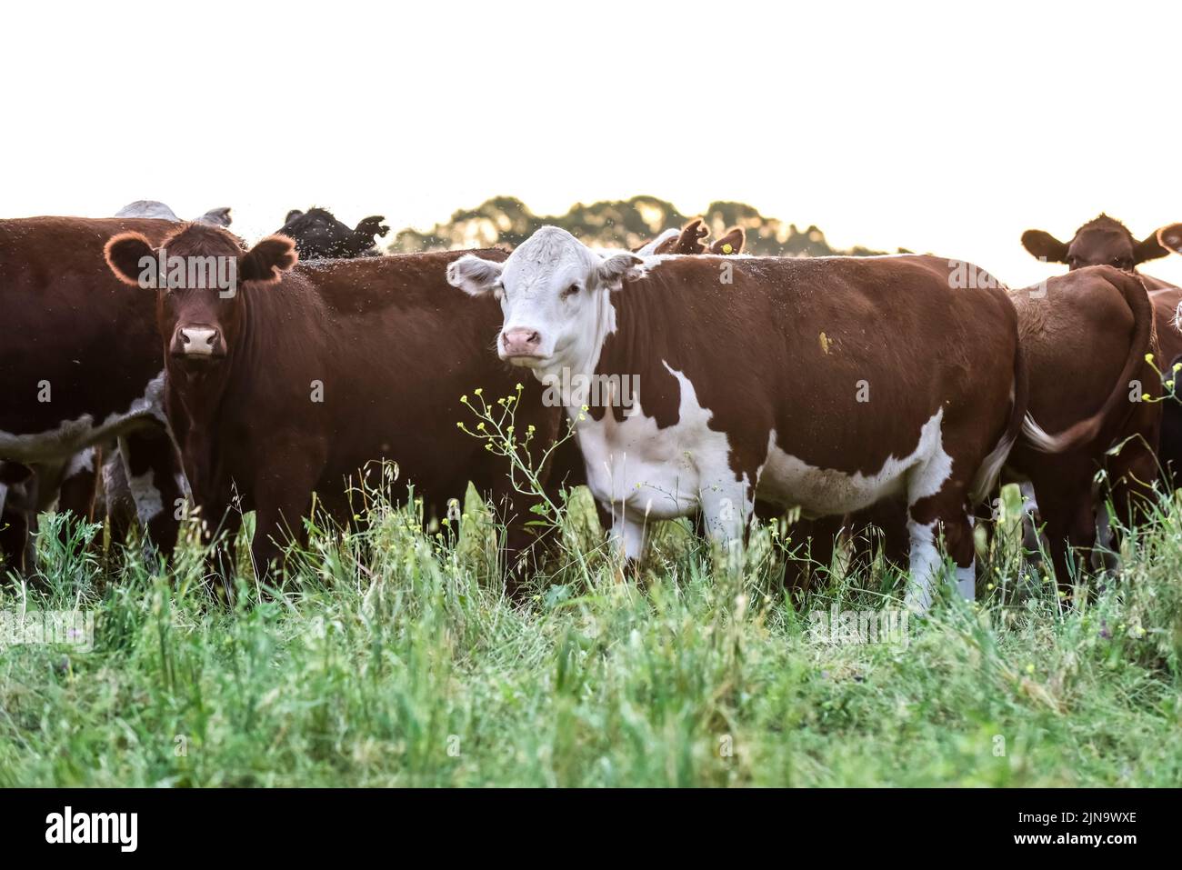 Cattle raised with natural pastures, meat production in the Argentine ...