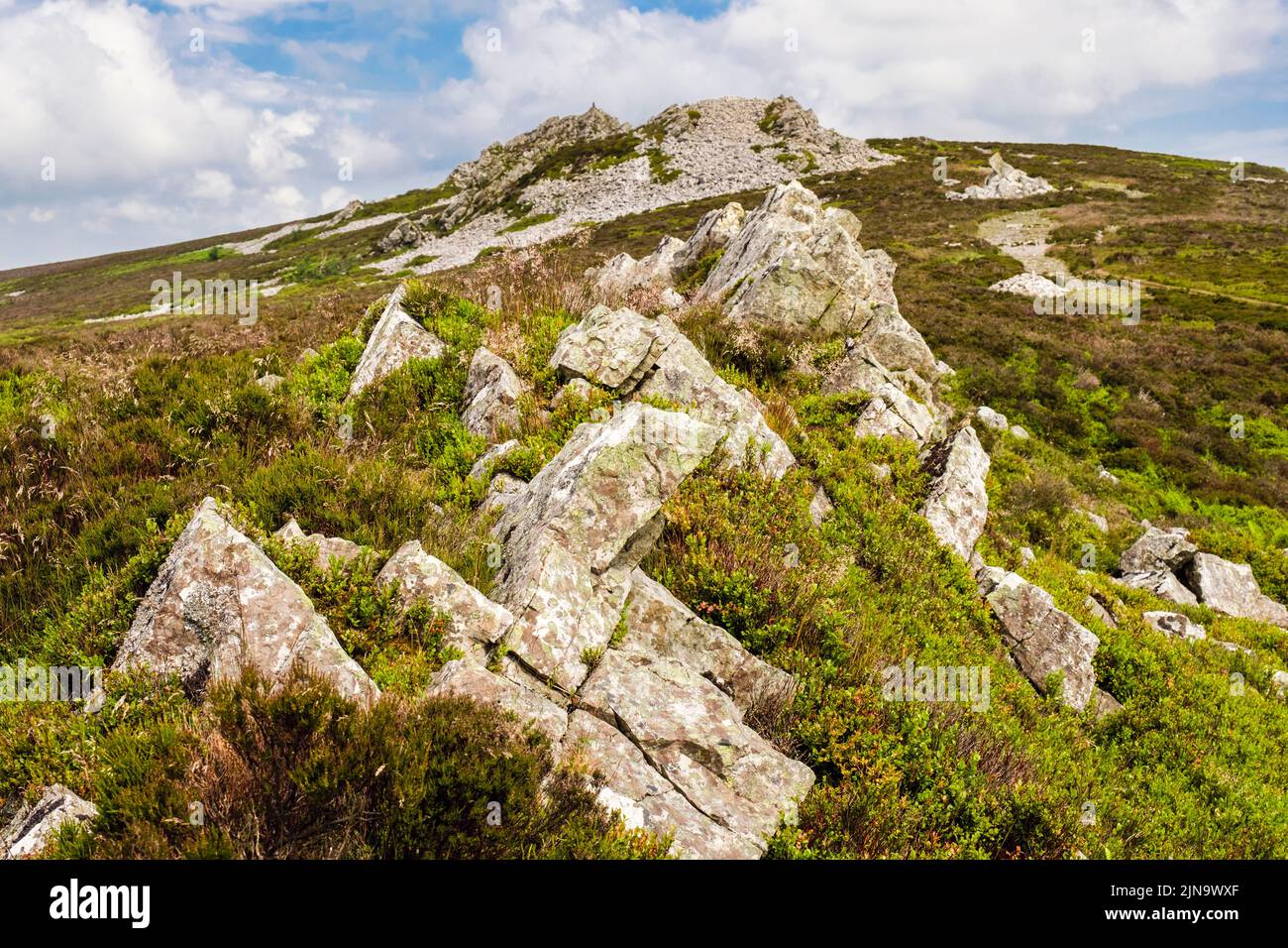 Rocky quartzite outcrops along Stiperstones hill summit ridge ...