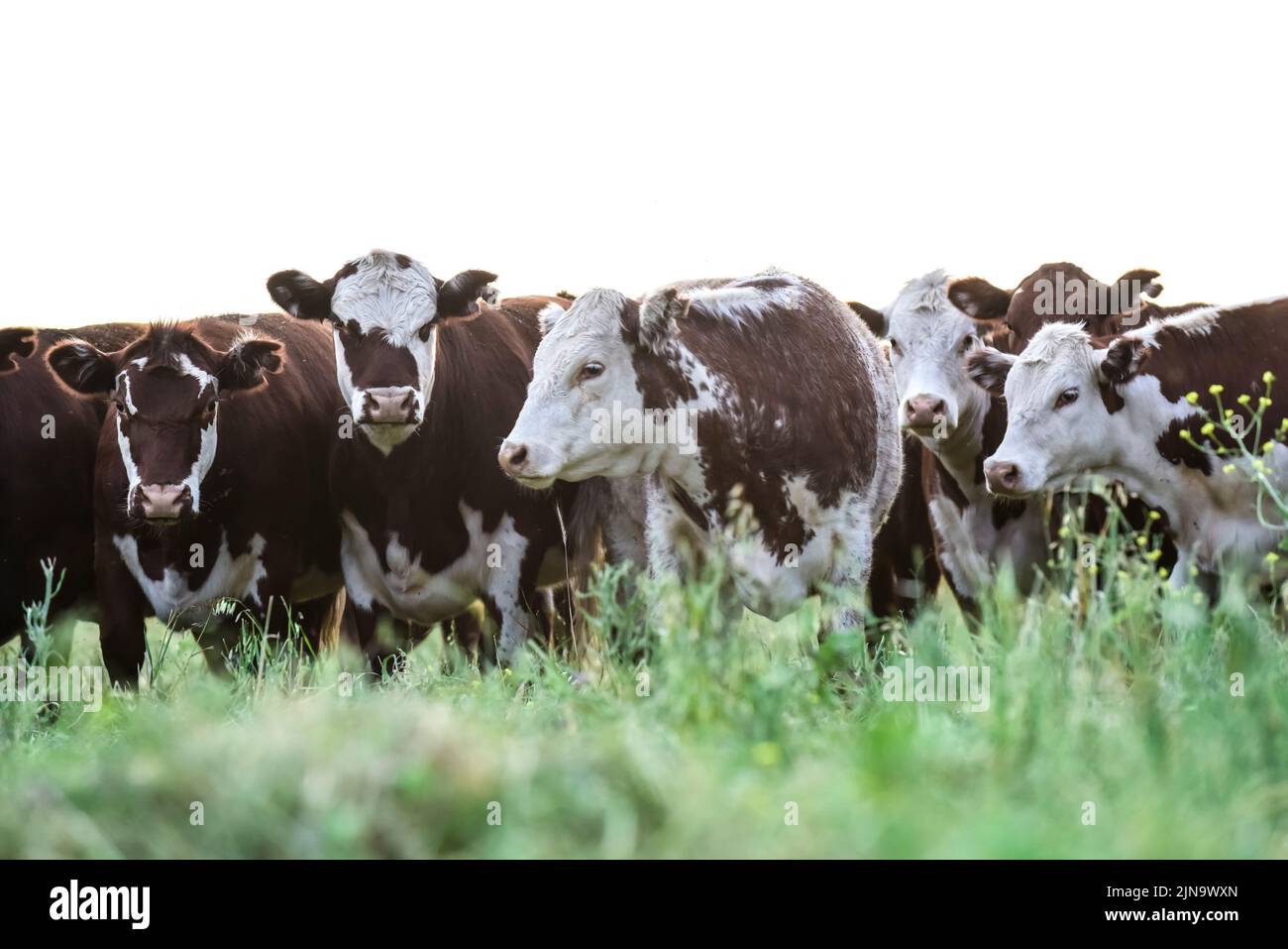 Cattle raised with natural pastures, meat production in the Argentine ...