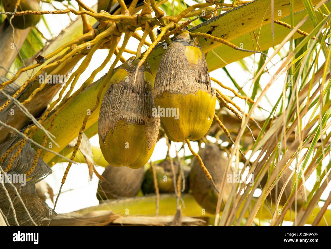 Coconut Palm originated in the Western Pacific but the coconut can ...