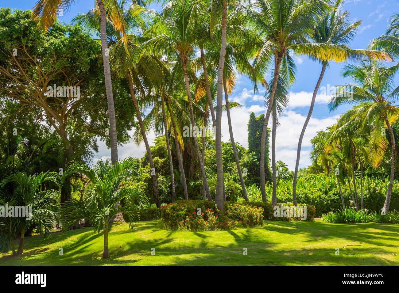 Tropical paradise: idyllic caribbean palm trees with sunbeam in Punta ...