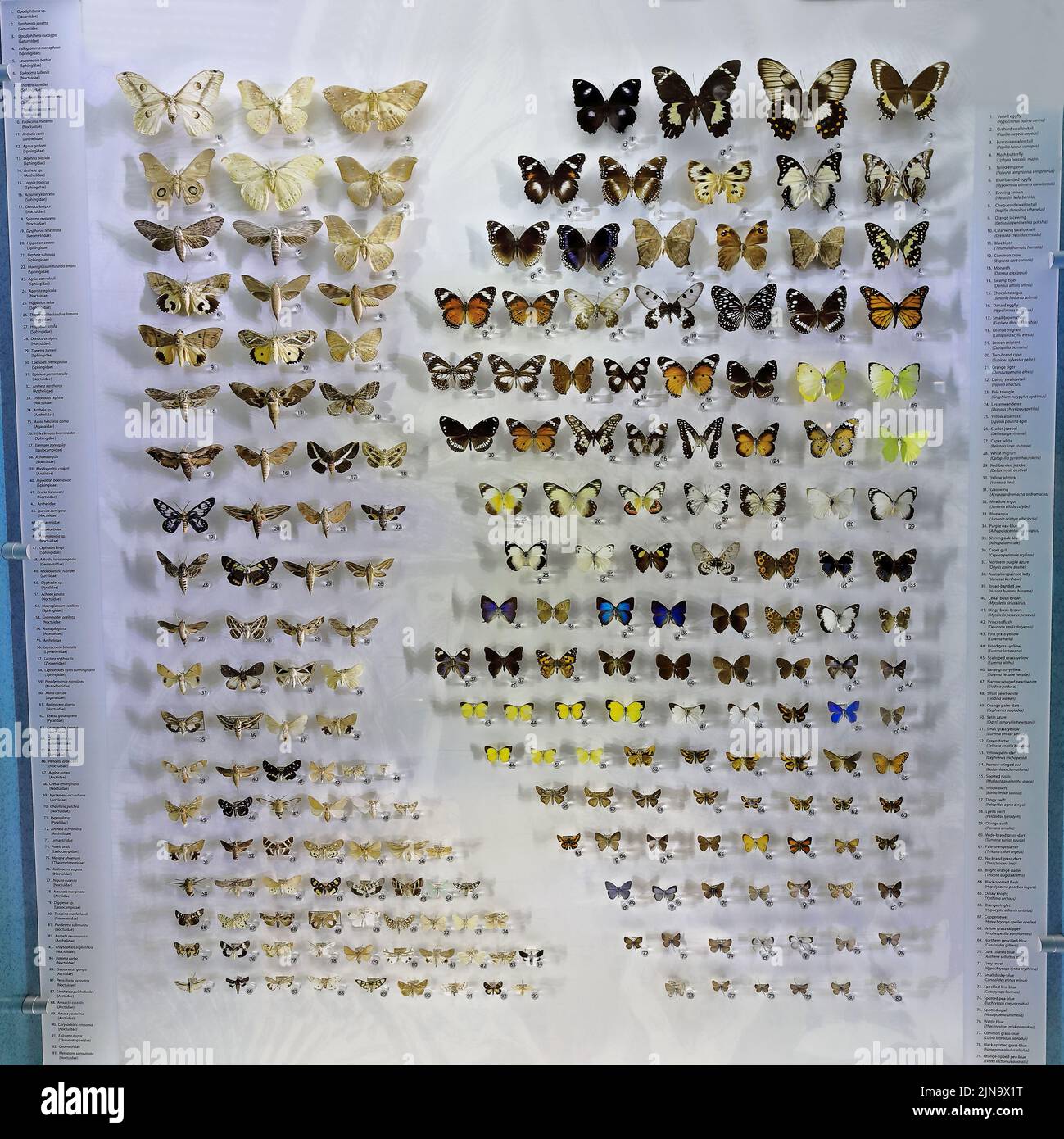 139 Set of pinned moths and butterflies displayed in a specimen drawer ...