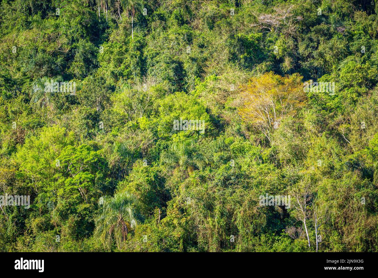 Tropical lush rainforest in Iguazu national park, Brazil, South America ...