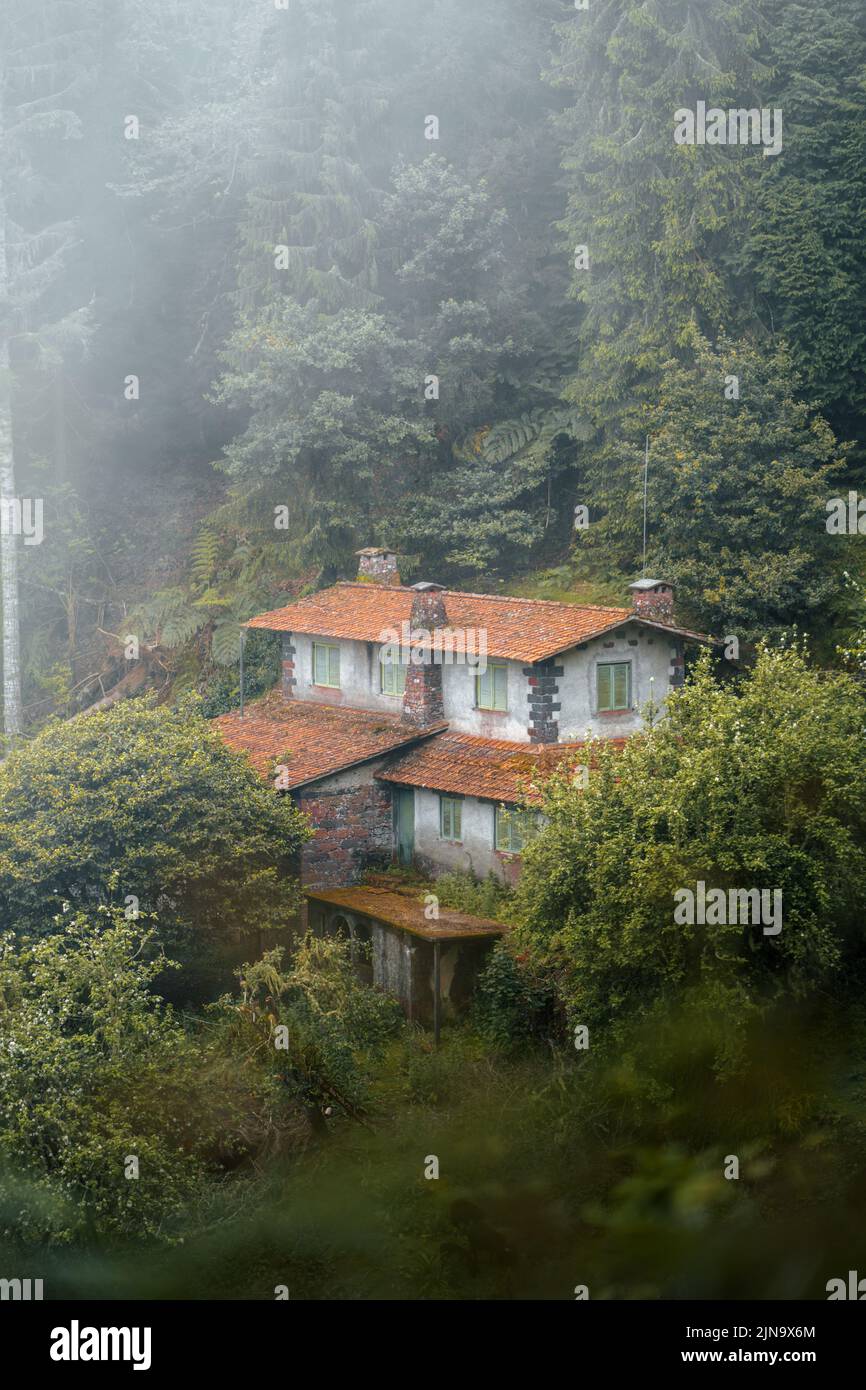 An abandoned house hidden in a green nature covered in a light mist ...