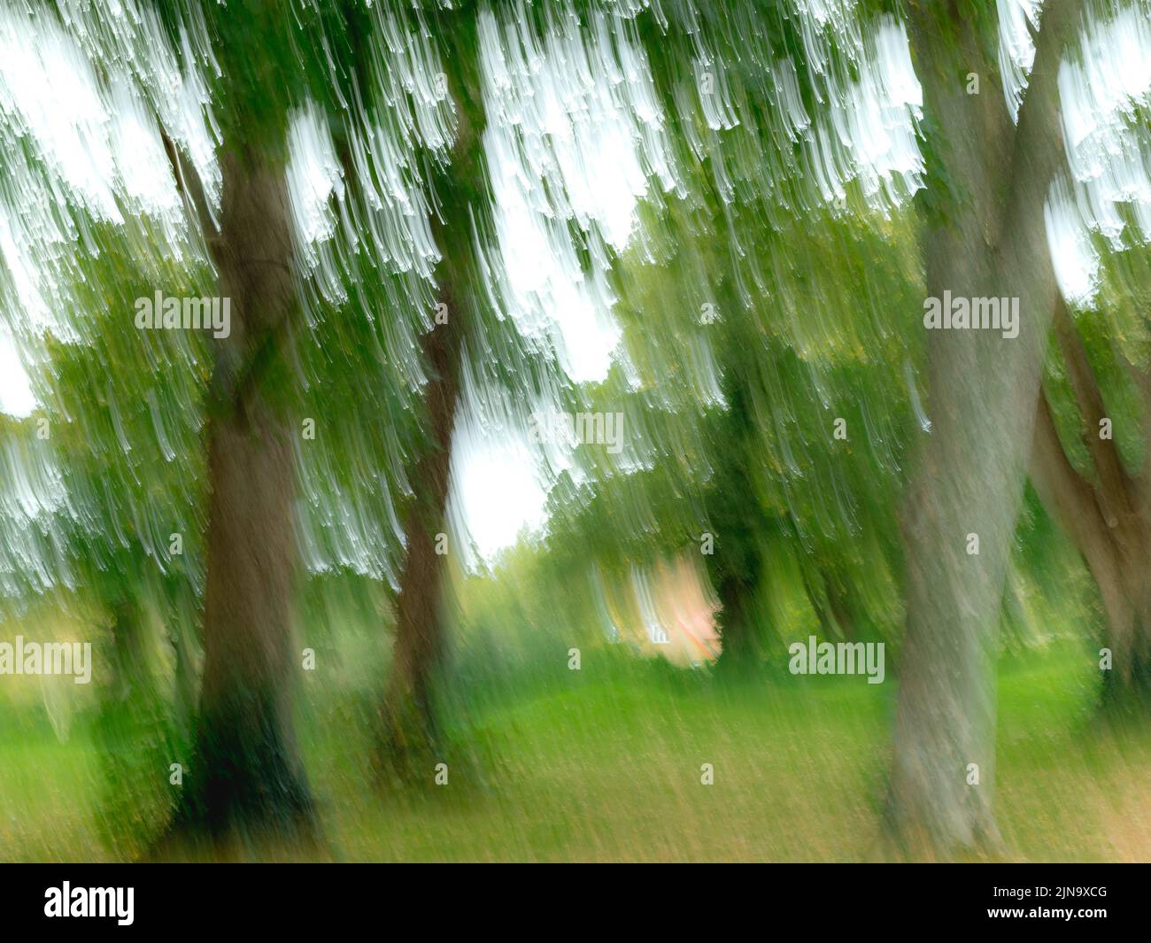 Abstract of tree in forest Stock Photo - Alamy