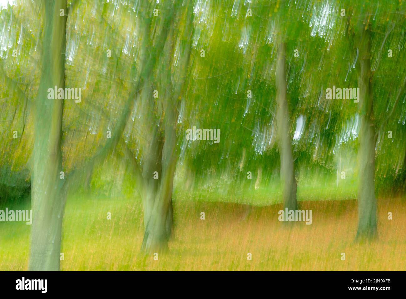 Elongated forest trees hi-res stock photography and images - Alamy