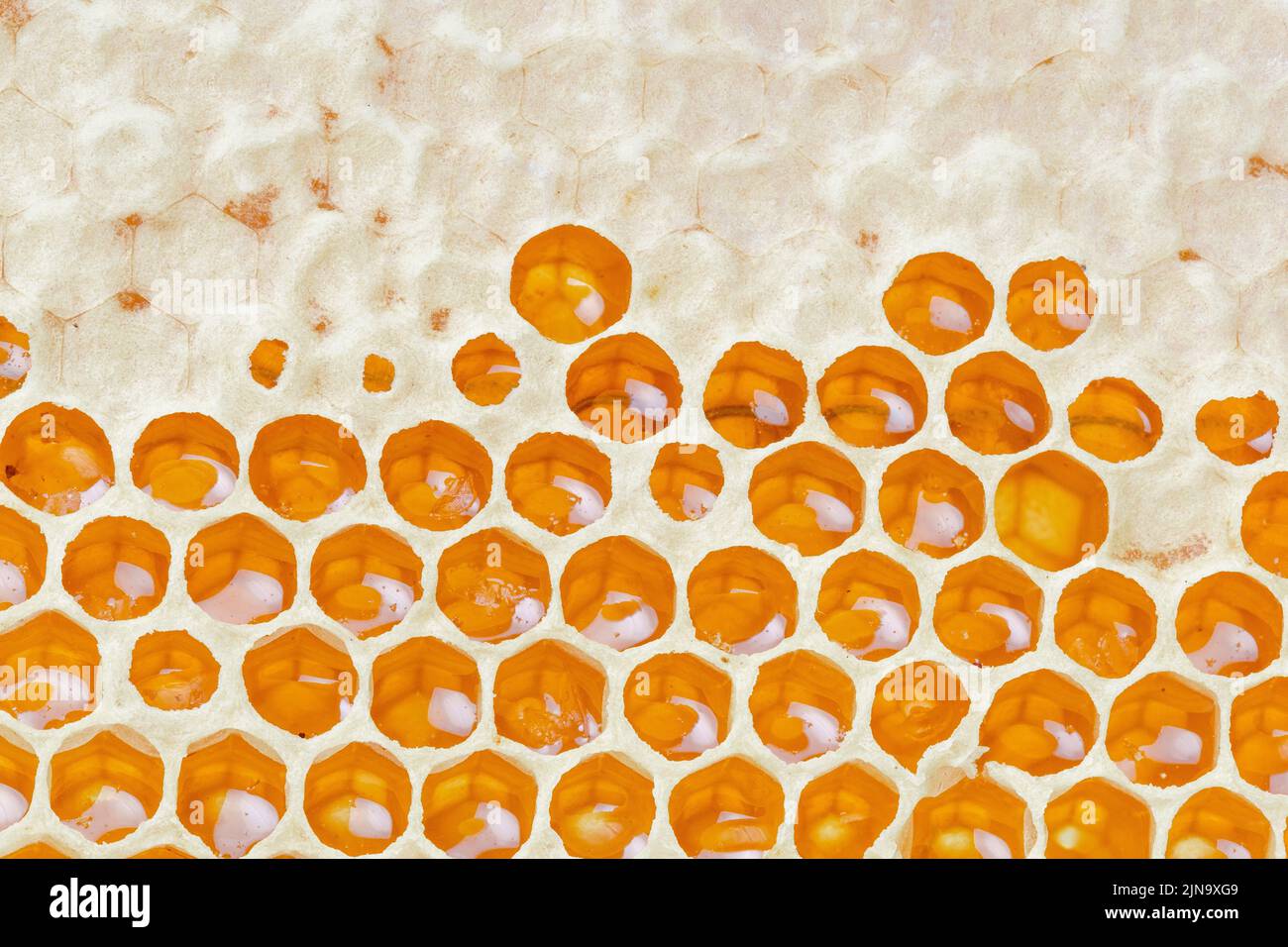 Honeycombs with honey. Natural background Stock Photo - Alamy