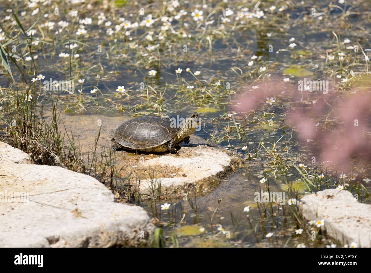 Turtle next to Miletus Lake, Turkey Stock Photo - Alamy