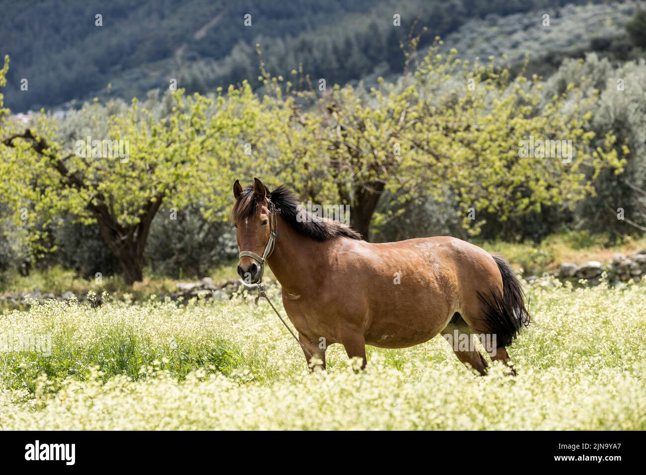 Anadolu horses Selcuk Izmir Turkey Stock Photo - Alamy