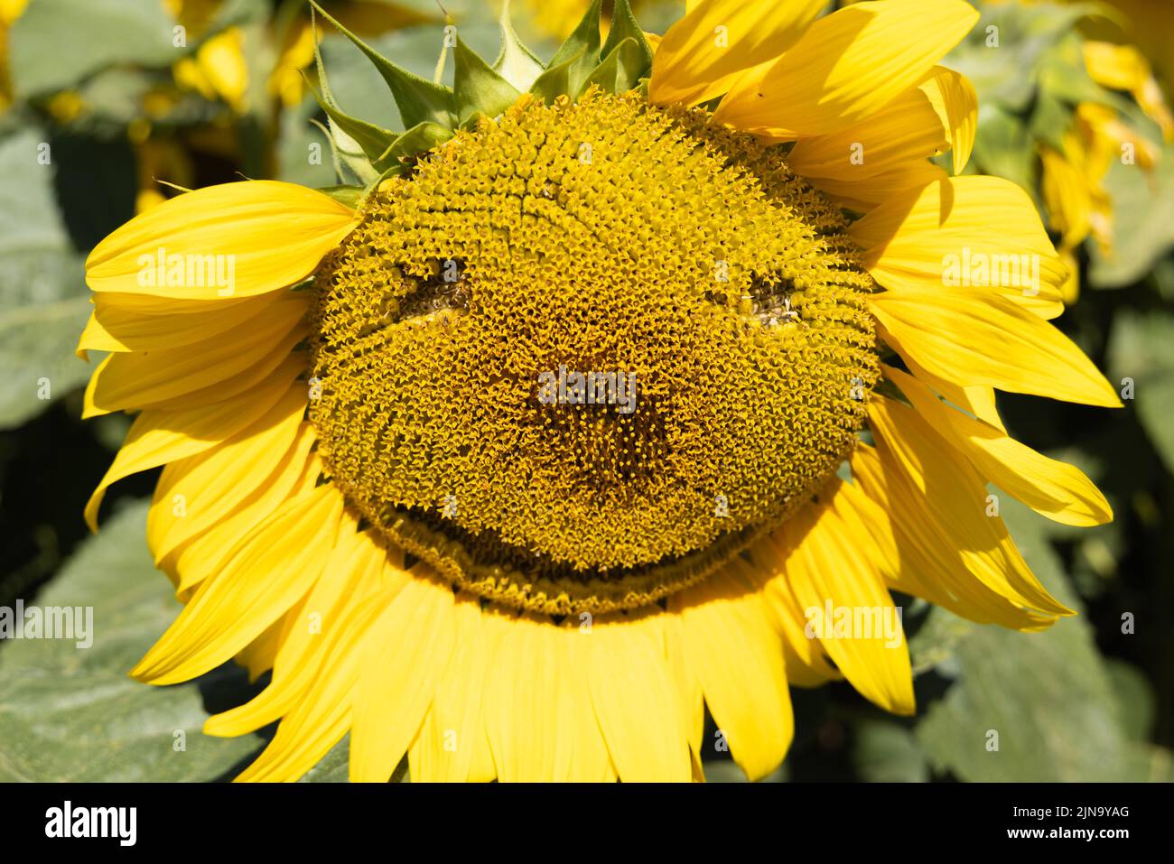 Dorset Sunflower Trail Maiden Castle Farm Dorchester 9th August 2022 ...