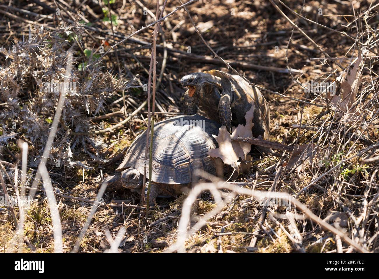 Turtle reproducing hi-res stock photography and images - Alamy