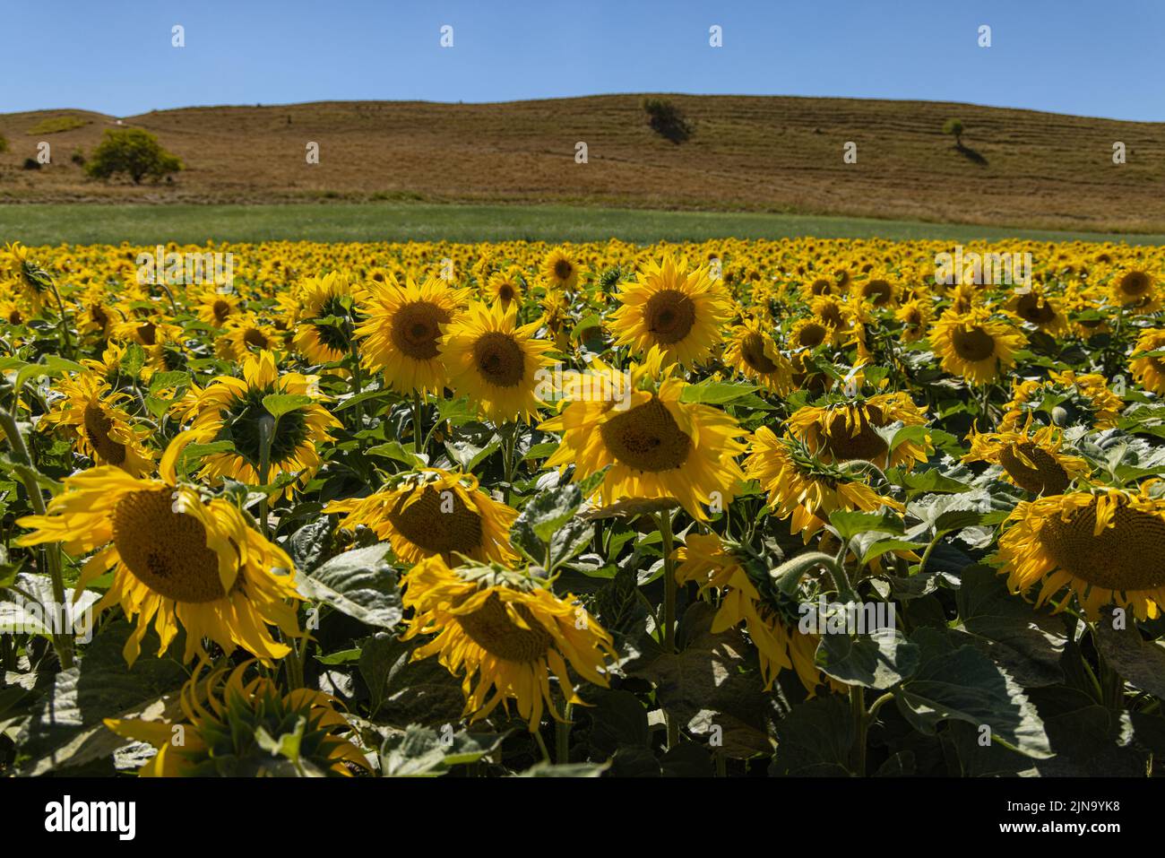Dorset Sunflower Trail Maiden Castle Farm Dorchester 9th August 2022 ...