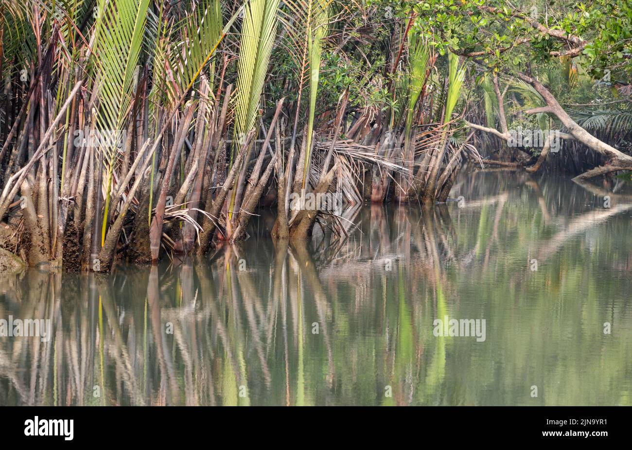 Nipa palm trees hi-res stock photography and images - Alamy