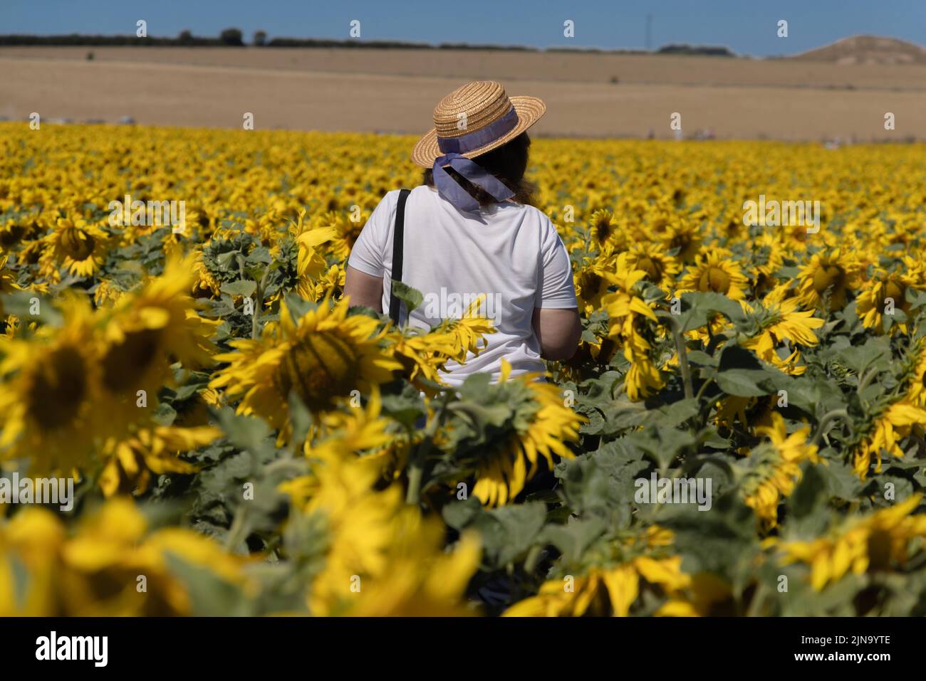 Dorset Sunflower Trail Maiden Castle Farm Dorchester 9th August 2022 ...