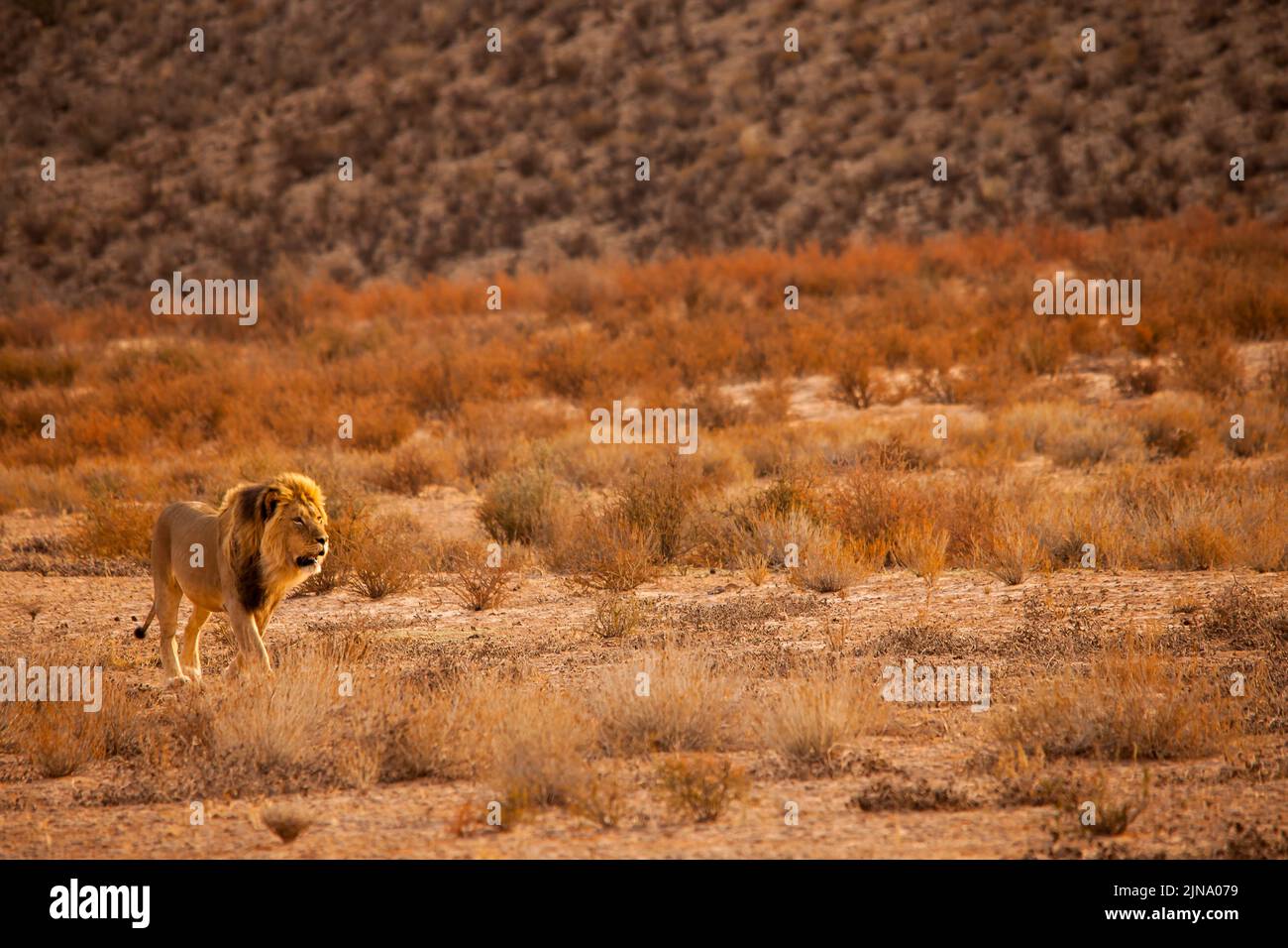 Wild kalahari lion panthera hi-res stock photography and images - Alamy