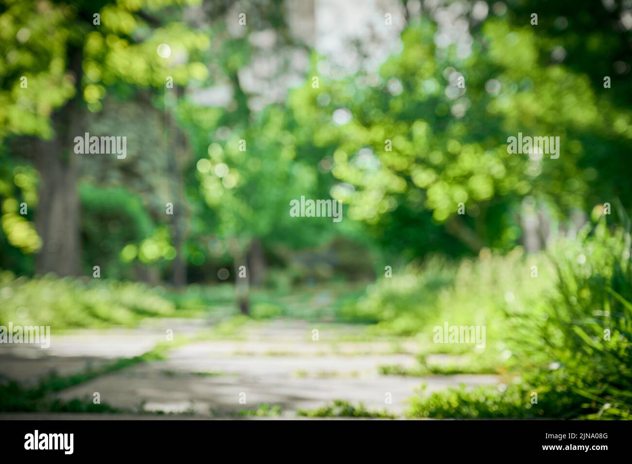 Natural blurred background with bokeh and sun light Stock Photo - Alamy