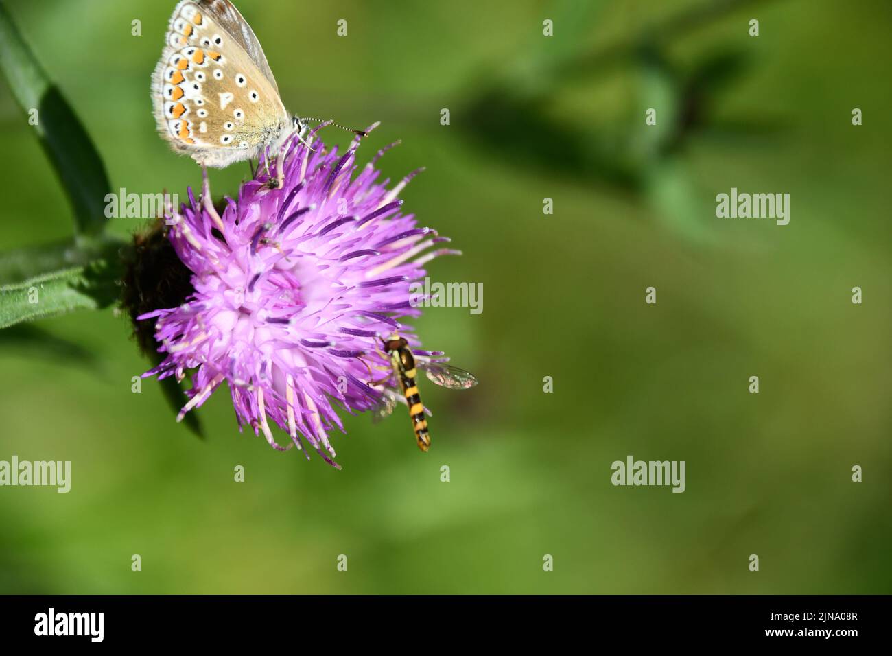 butterfly on flower, Kilkenny, Ireland Stock Photo - Alamy