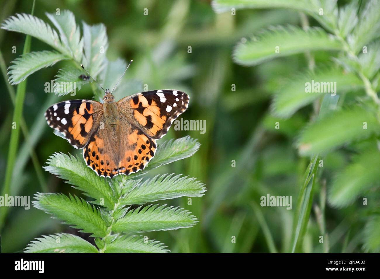 Small tortoiseshell image hi-res stock photography and images - Alamy