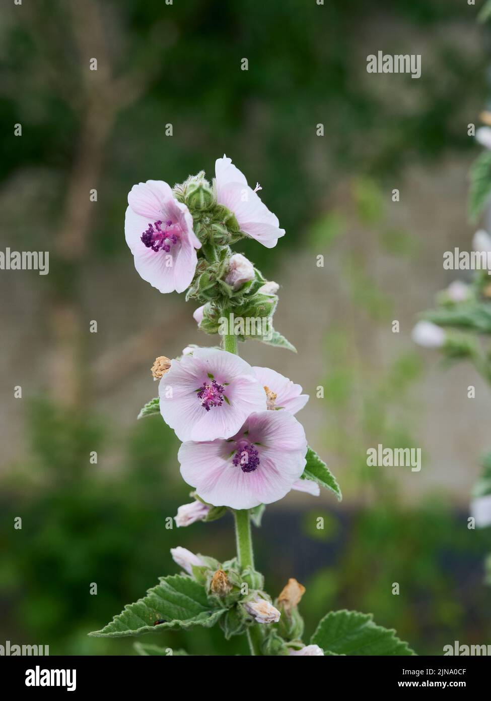 Common marshmallow althea officinalis hi-res stock photography and ...