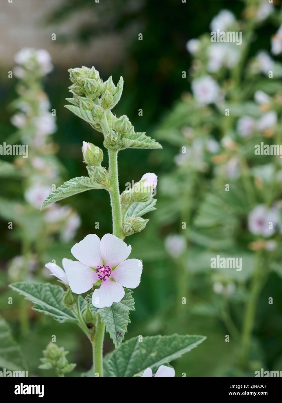 Common marshmallow althea officinalis hi-res stock photography and ...