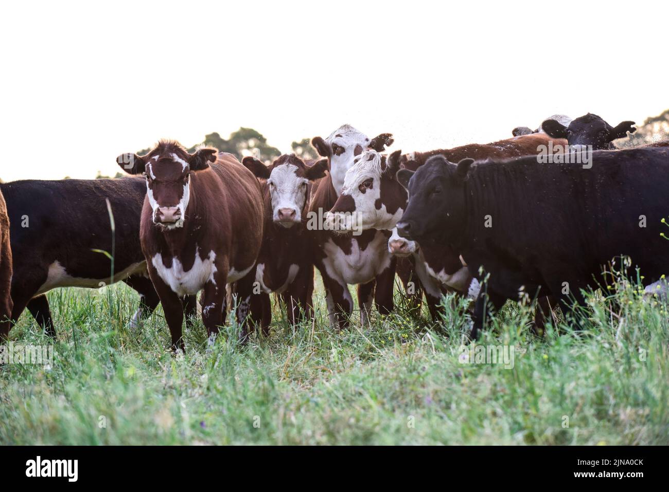 Cattle raised with natural pastures, meat production in the Argentine ...