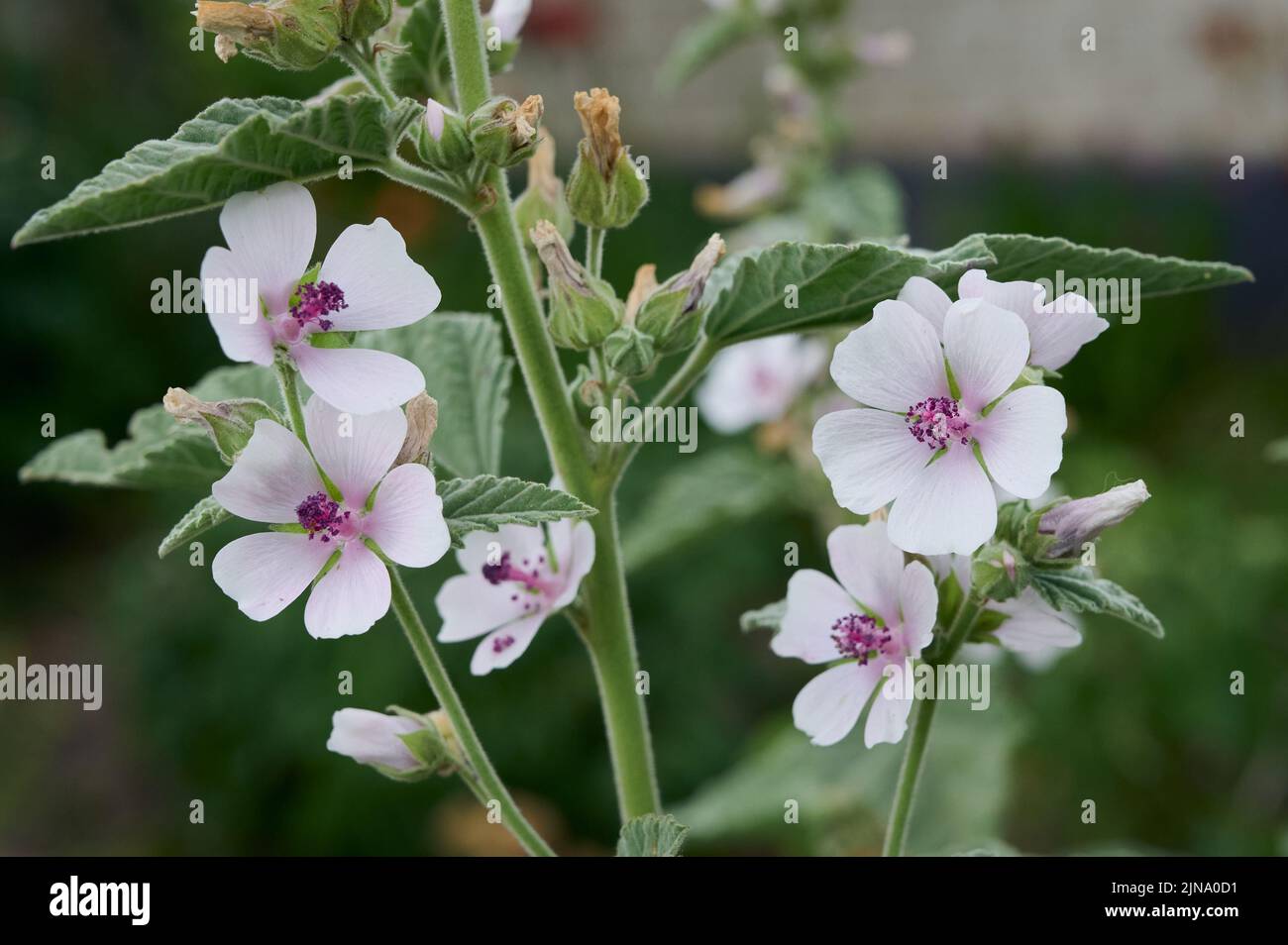 Common marshmallow althea officinalis hi-res stock photography and ...
