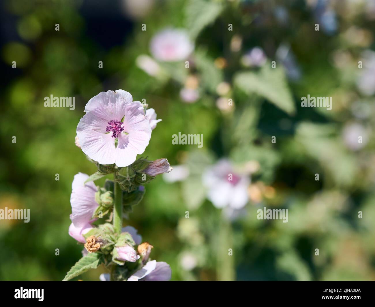 Wild flower Althaea officinalis in the garden Stock Photo - Alamy
