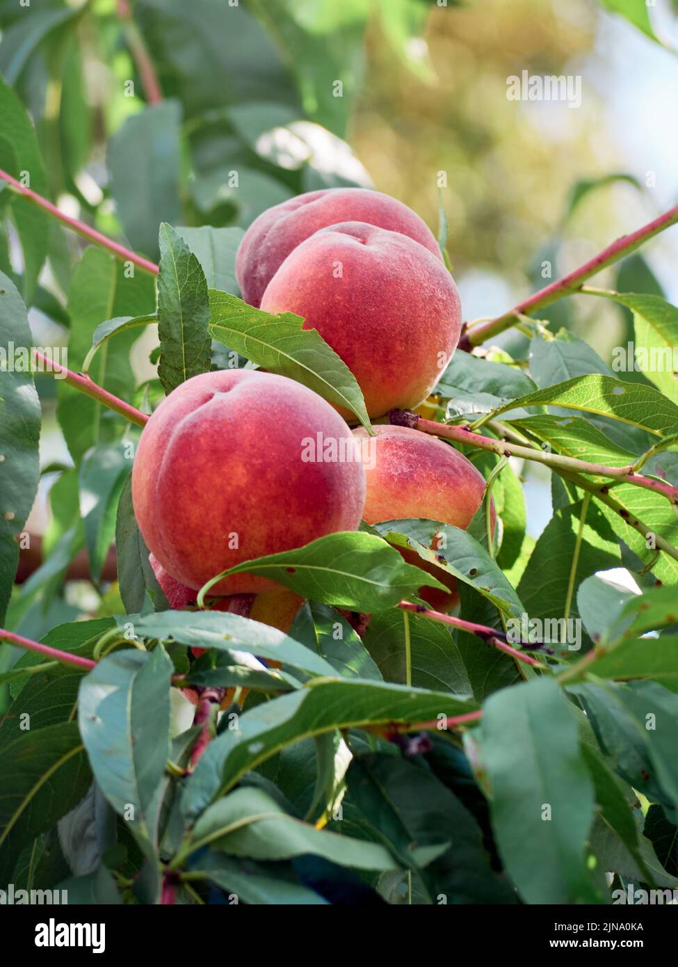 Organic peach in the summer garden Stock Photo - Alamy