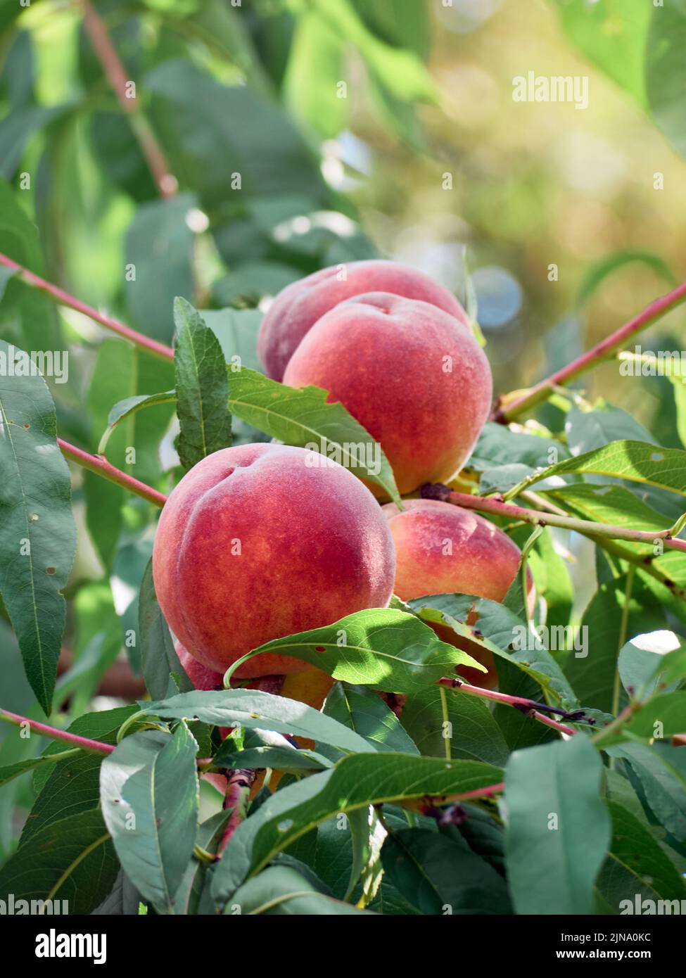 Peach tree garden hi-res stock photography and images - Alamy
