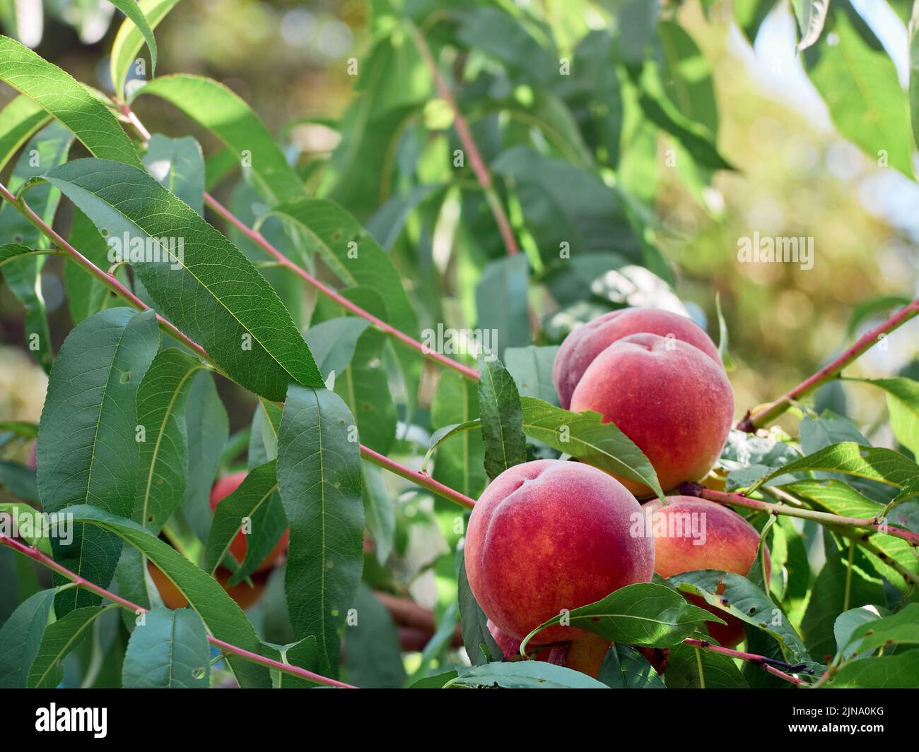Organic green peach fruits hi-res stock photography and images - Alamy