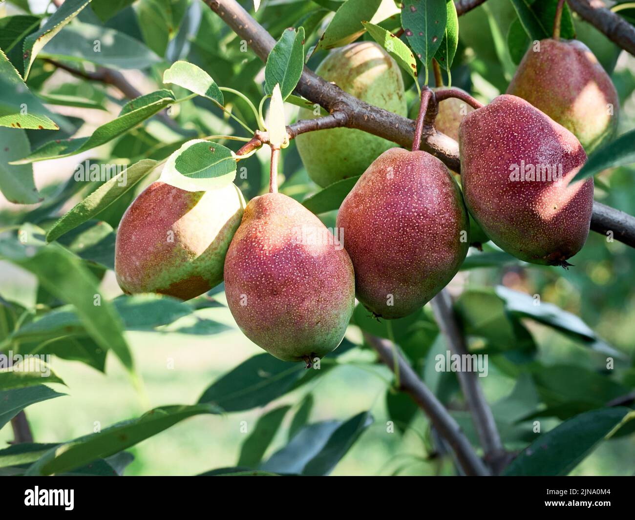 Garden summer fruits hi-res stock photography and images - Alamy