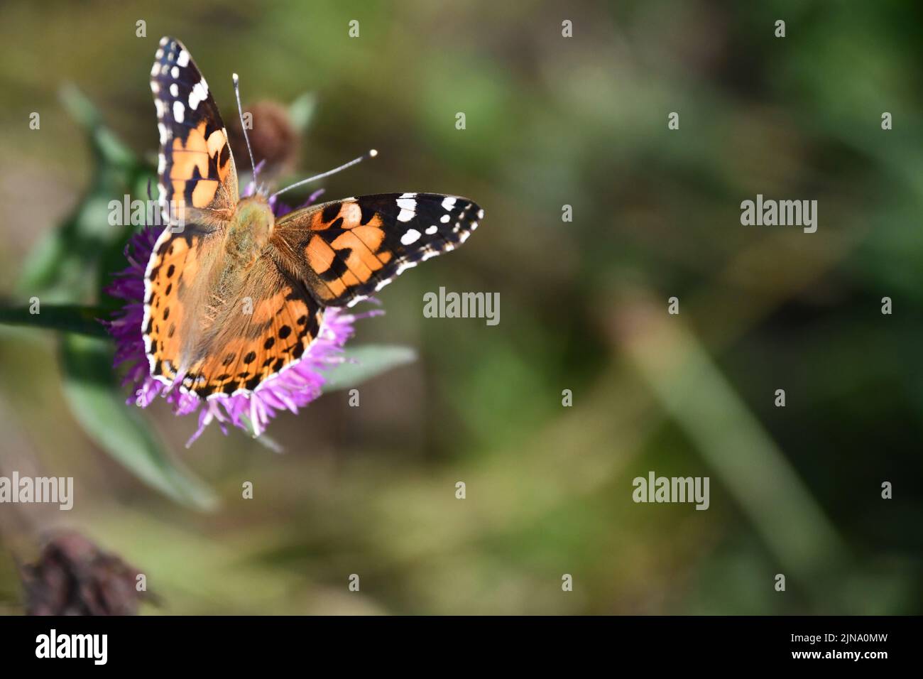 butterfly on flower,Small Tortoiseshell, Aglais urticae, Kilkenny ...