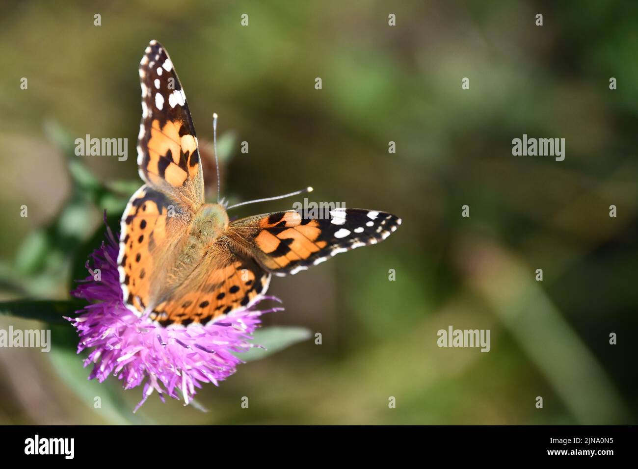 butterfly on flower,Small Tortoiseshell, Aglais urticae, Kilkenny ...